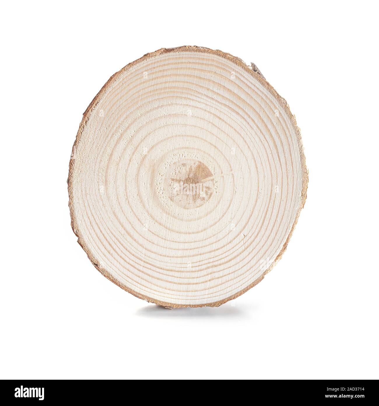 Section through the trunk of a red pine tree (Pinus resinosa). This ...