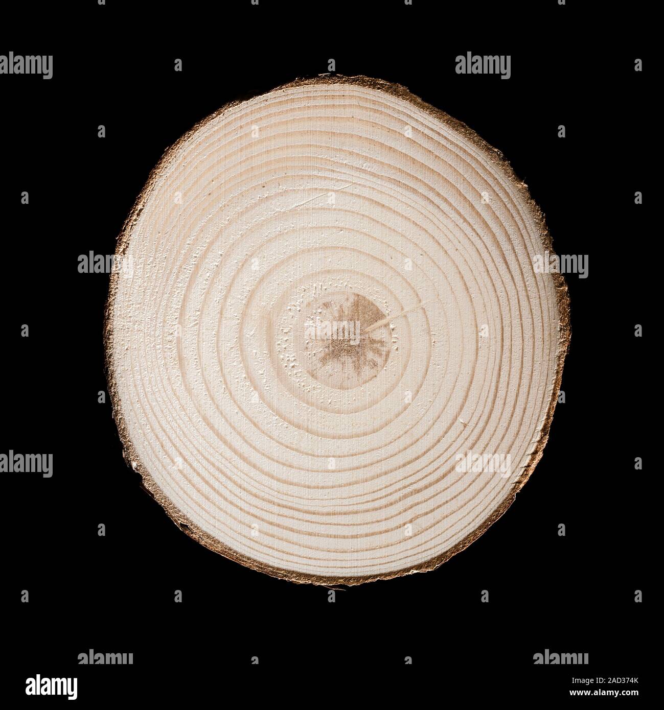 Section through the trunk of a red pine tree (Pinus resinosa). This ...