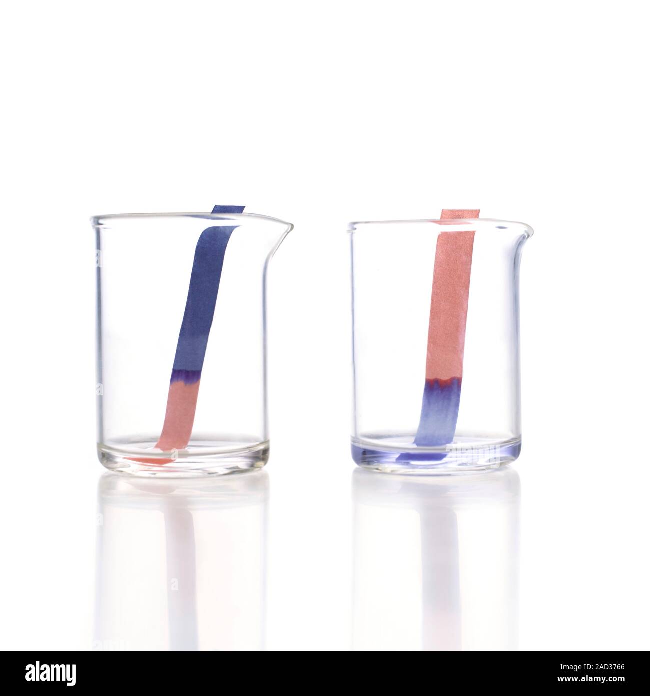 Litmus papers being dipped into different solutions. Litmus paper is ...