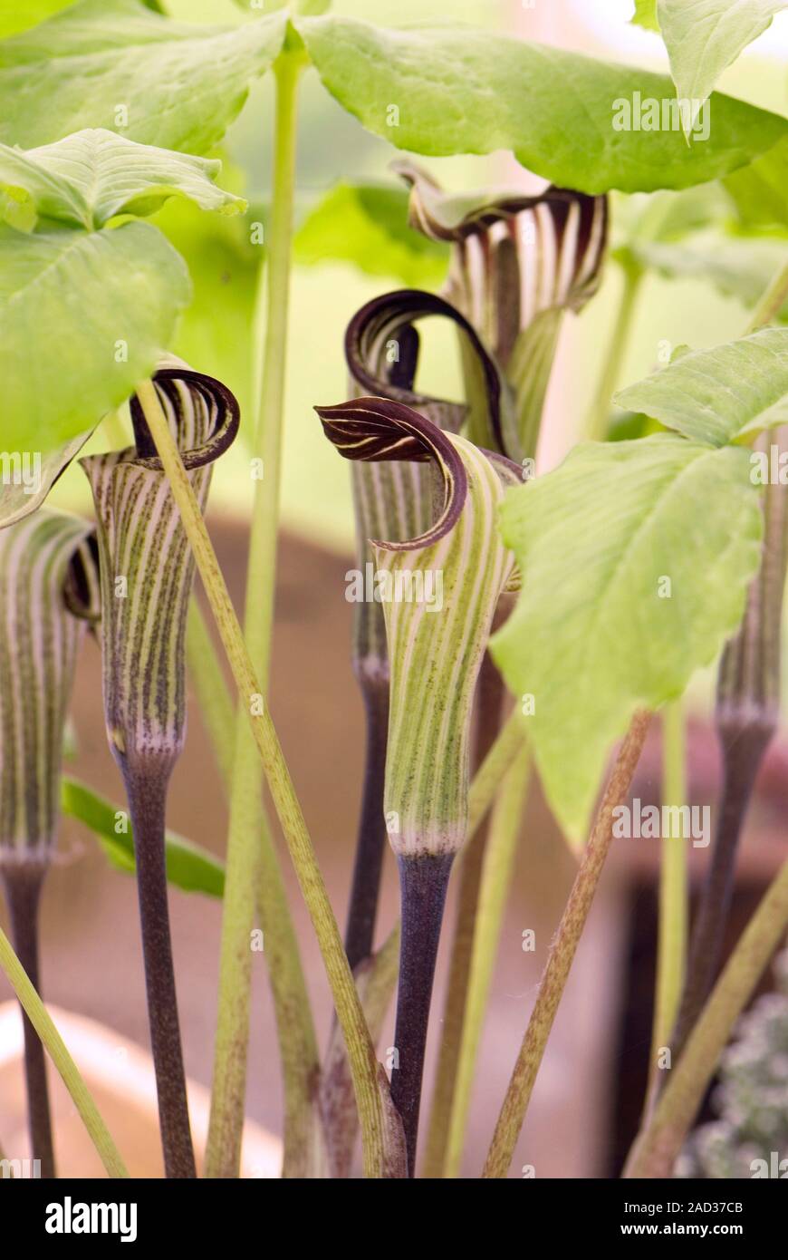 Jack-in-the-pulpit (Arisaema triphyllum) spadices. This plant is a ...