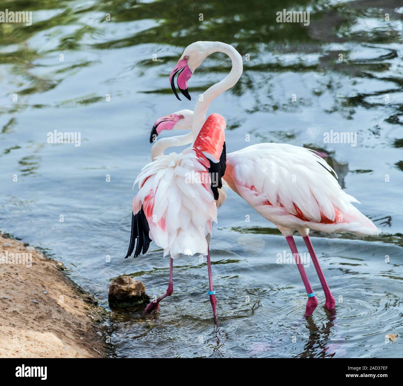 Caribbean pink flamingo at Ras al Khor Wildlife Sanctuary, a wetland ...