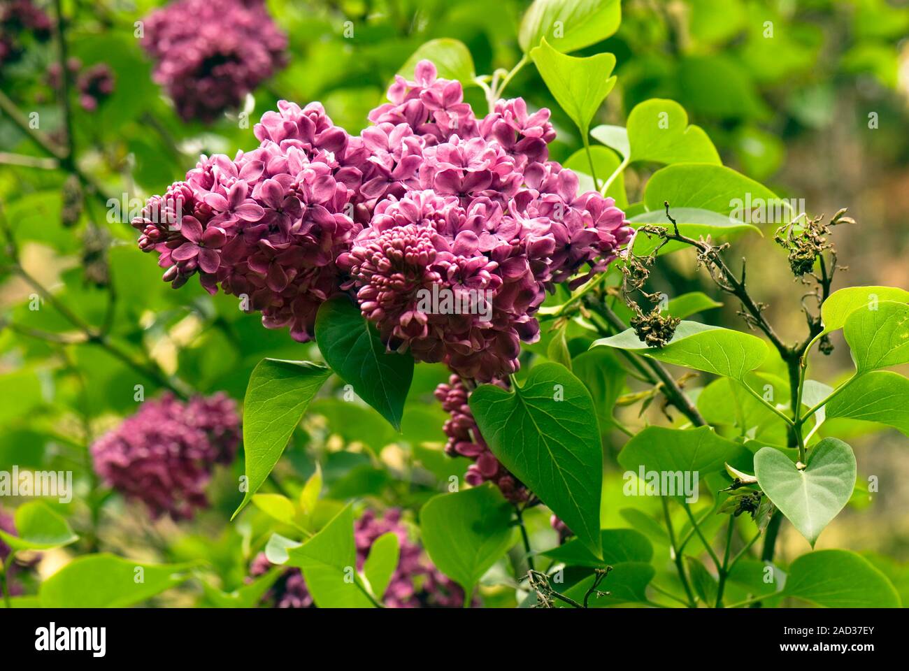 Syringa vulgaris 'Hugo de Vries' flowers Stock Photo - Alamy