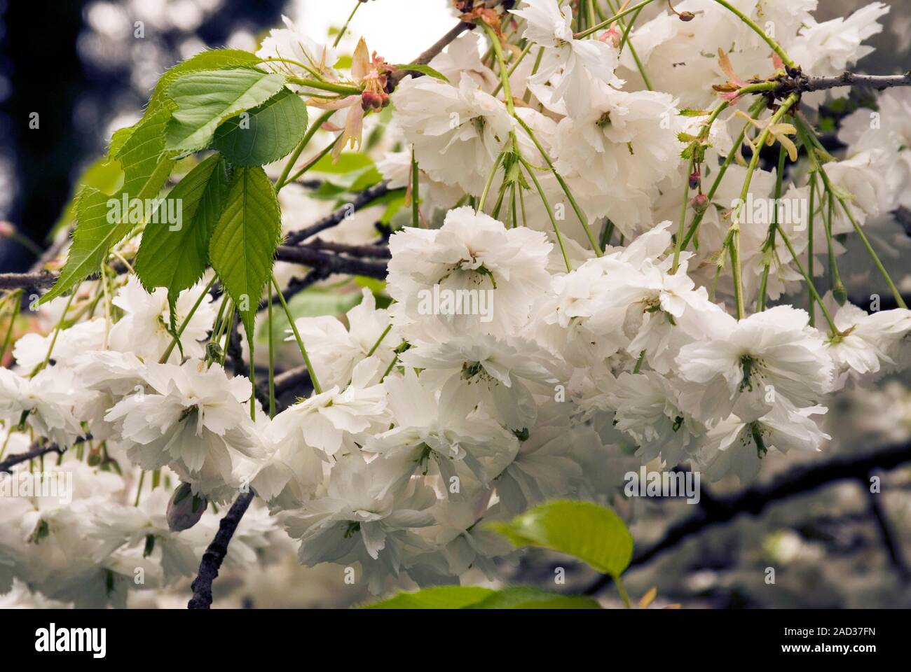 Prunus 'Shogetsu' flowers Stock Photo - Alamy
