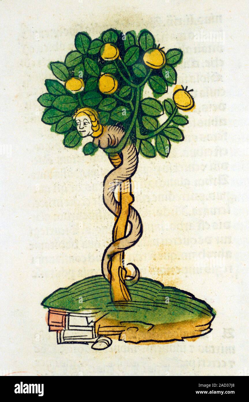 Tree of Knowledge. 15th-century illustration of a snake and the ...