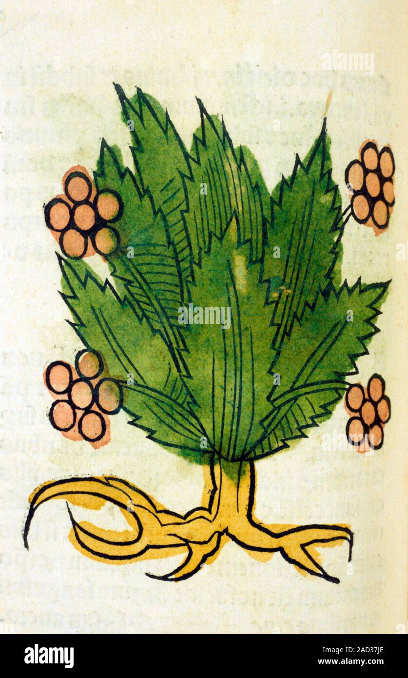 Spikenard medicinal plant, 15th-century illustration. This plant, also ...