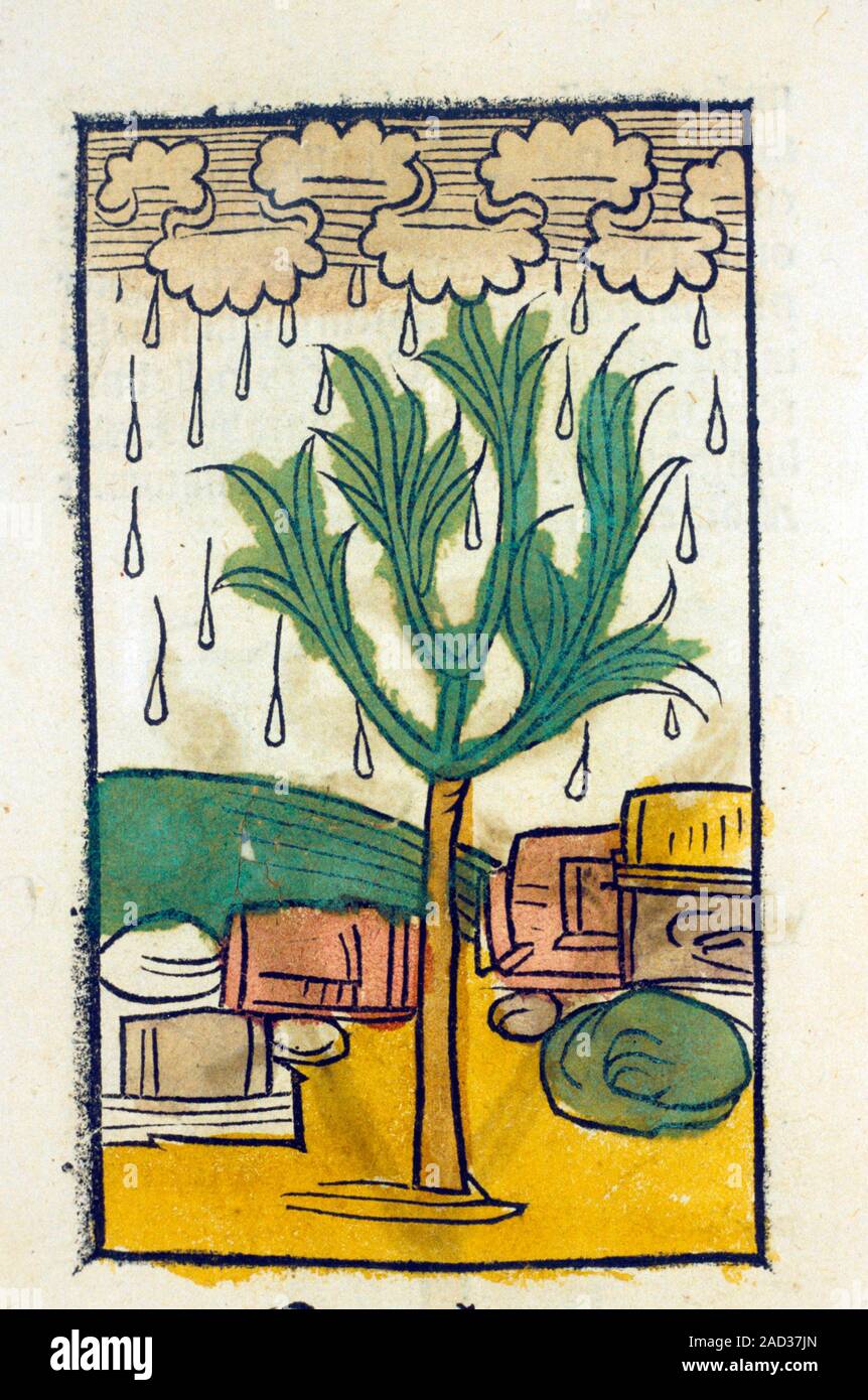 Manna from heaven. 15th-century illustration of the biblical story of ...