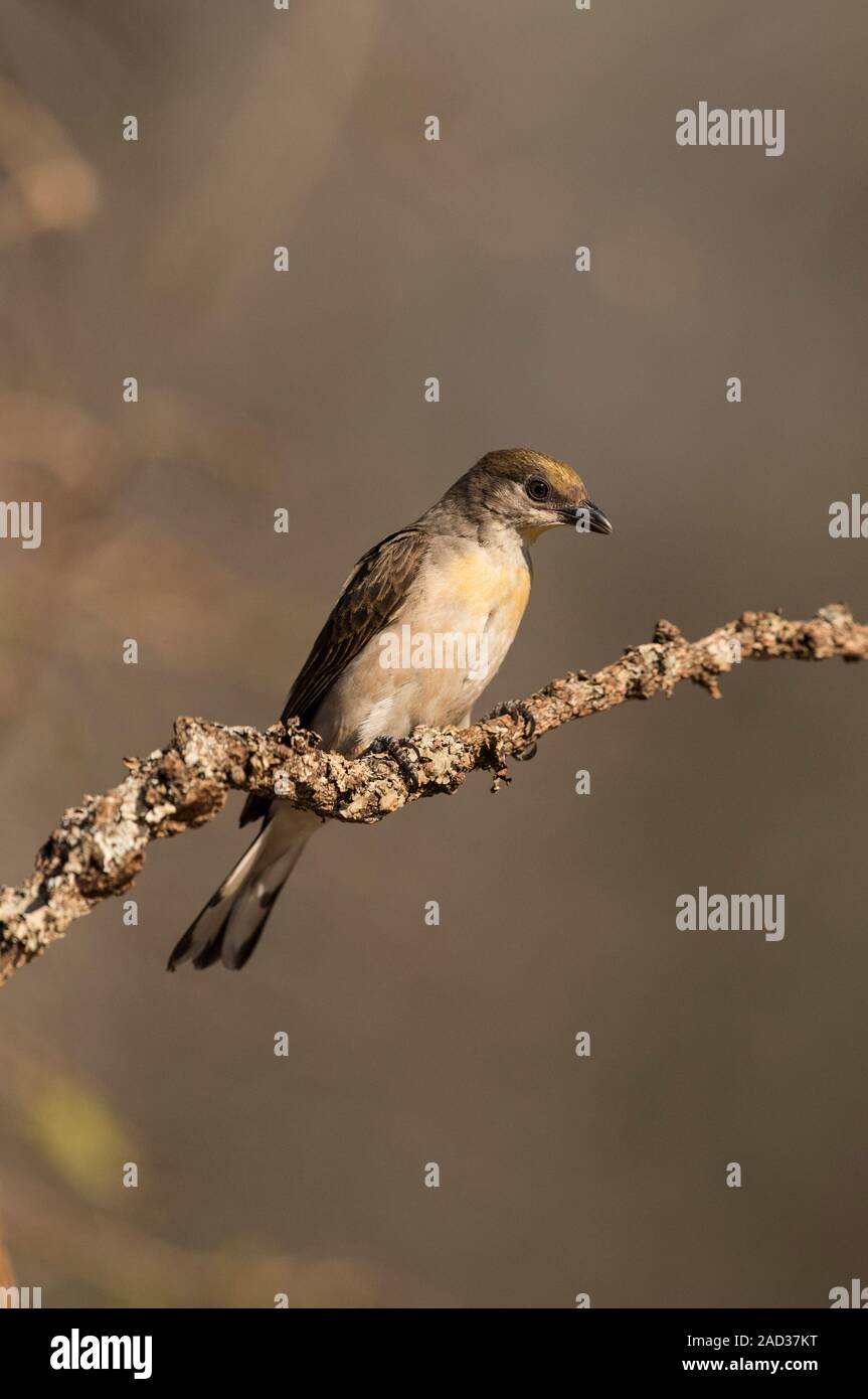 The Lesser Honeyguide (indicator minor) is bigamous, having more than ...