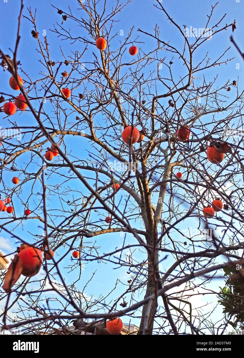 Diospyros kakl tree Stock Photo - Alamy