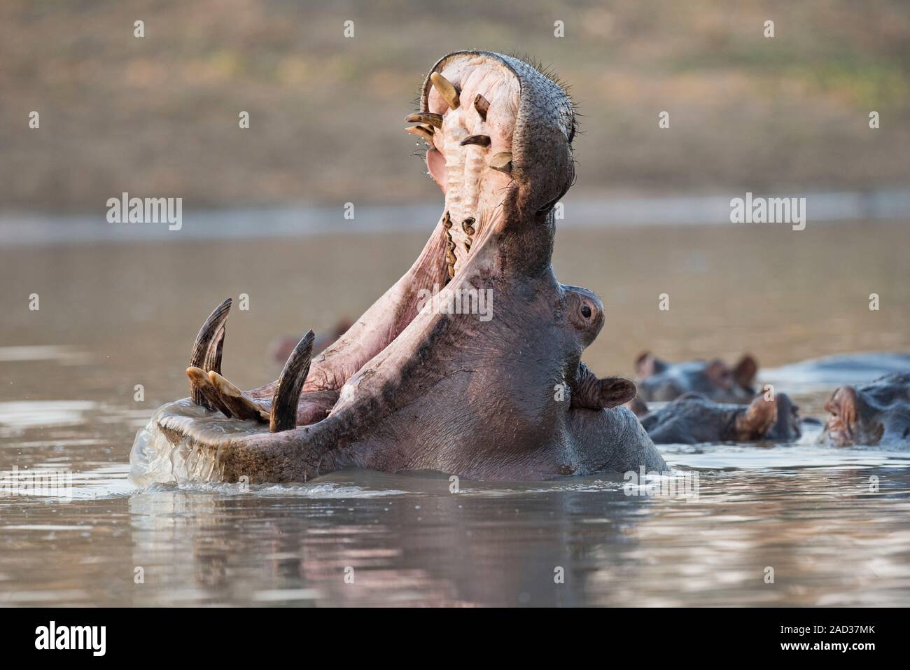 A yawning Hippopotamus (hippopotamus amphibius) in a waterhole at Mana ...