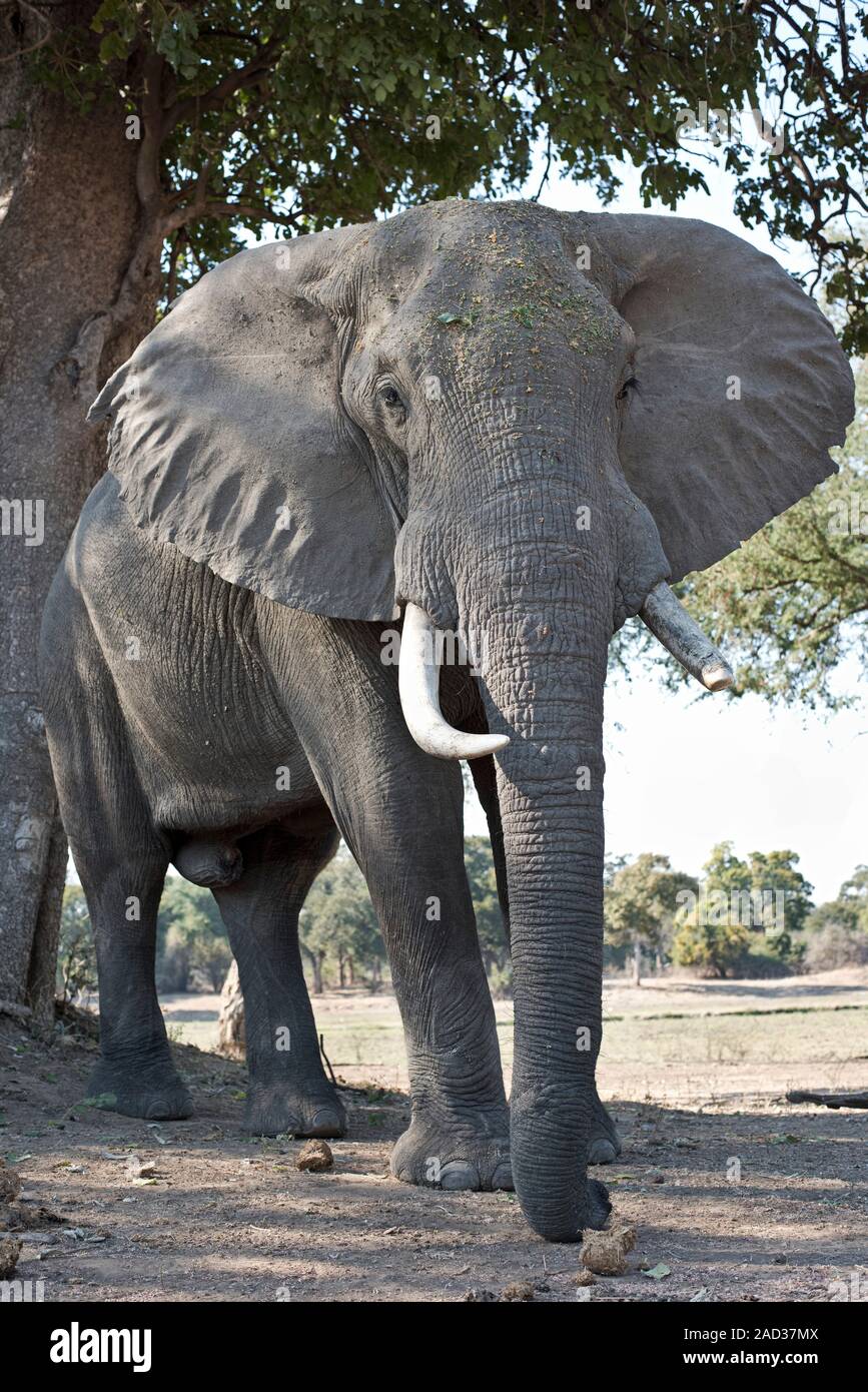 Male African elephant (Loxodonta africana). Elephants are herbivores ...