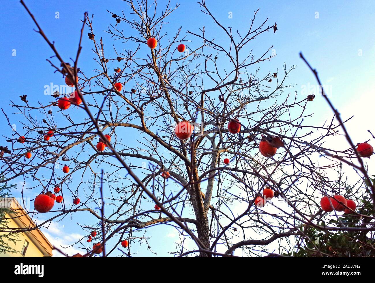 Diospyros kakl tree Stock Photo - Alamy