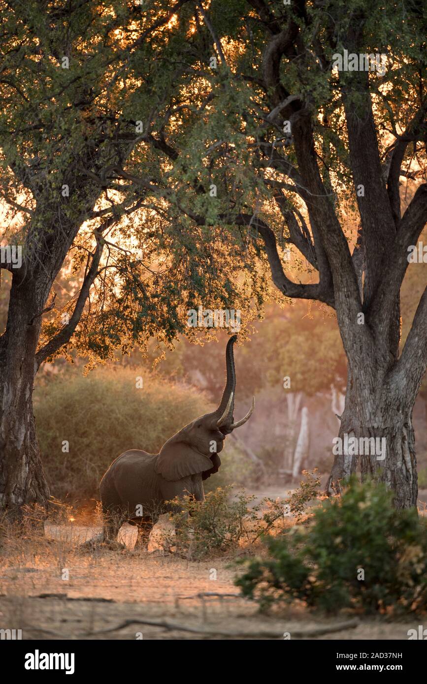 Male African elephant (Loxodonta africana) feeding at dawn. Elephants ...