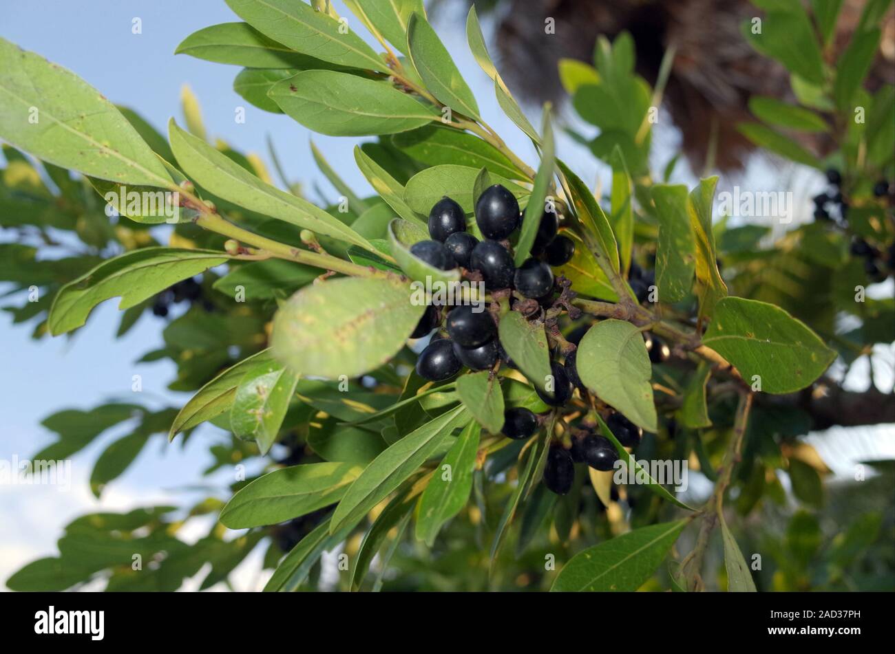 Laurus nobilis berries hi-res stock photography and images - Alamy