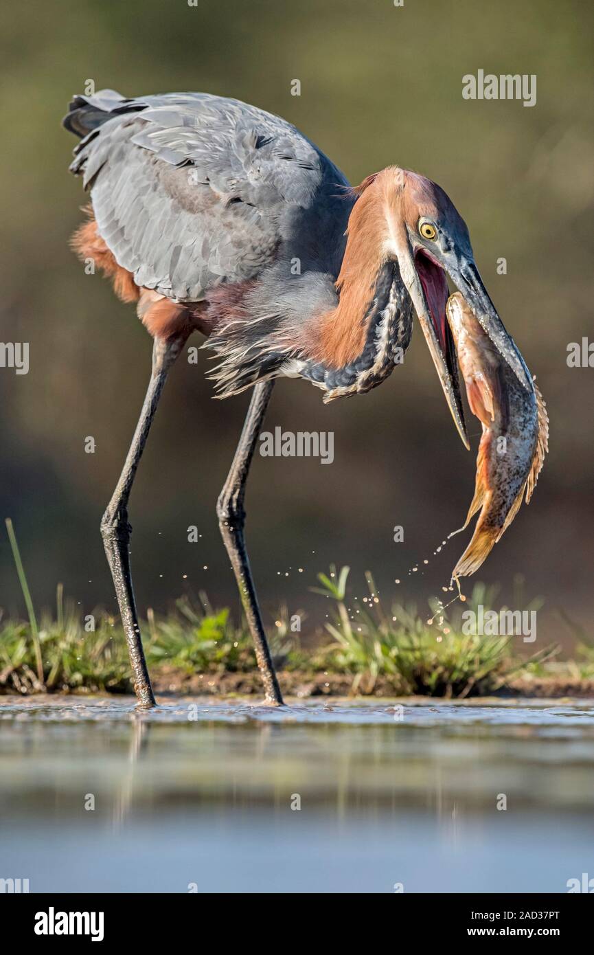 Goliath heron (Ardea goliath) wading with a fish in its bill. This is ...