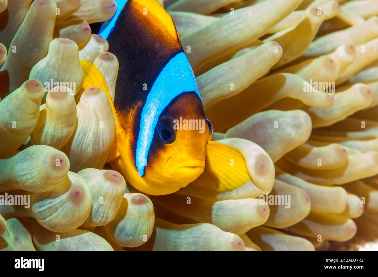 Red Sea anemonefish (Amphiprion bicinctus). Red Sea anemonefish amongst ...