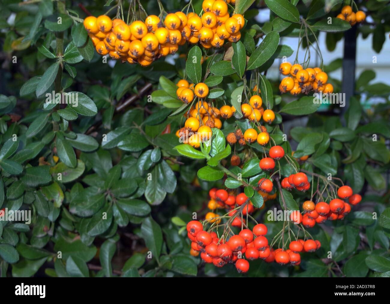 Cotoneaster berries close-up Stock Photo - Alamy