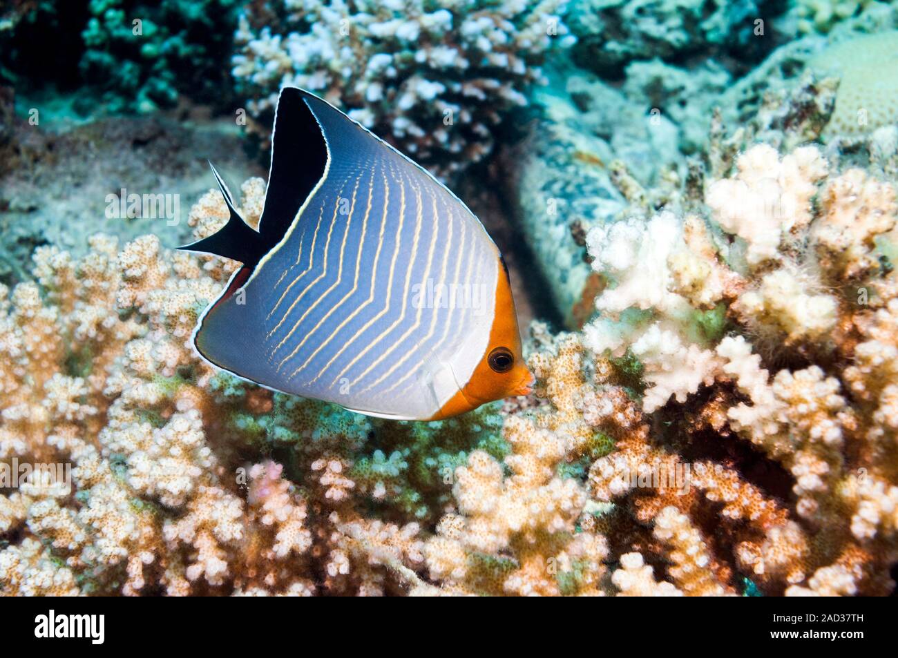 Hooded butterflyfish (Chaetodon larvatus) on a reef. Photographed in ...