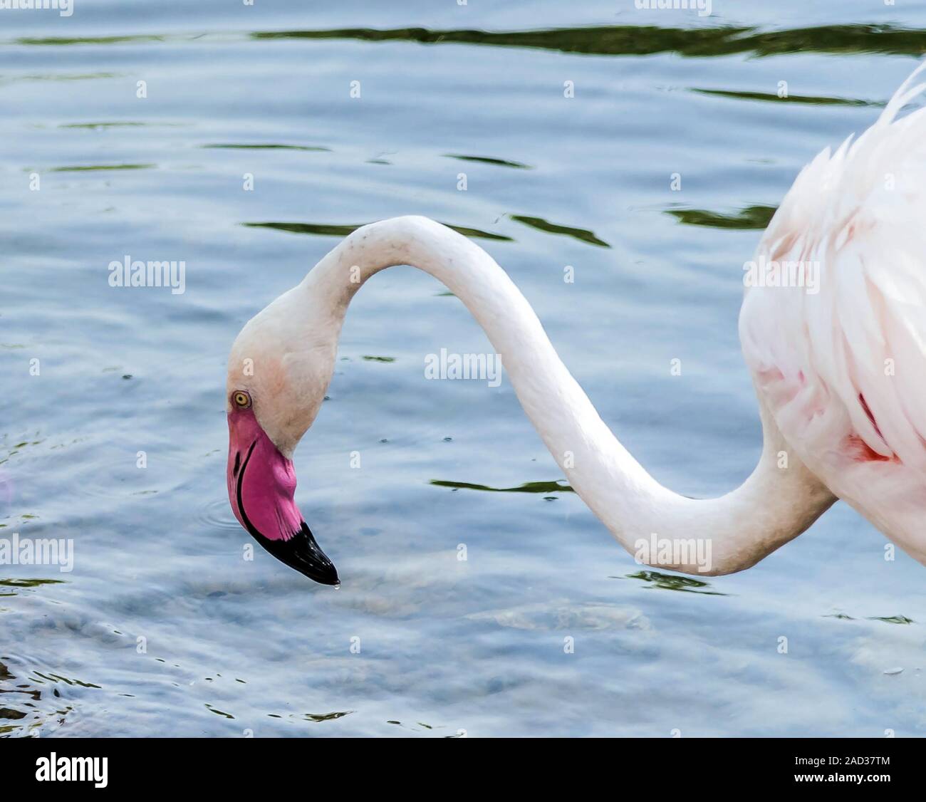 Caribbean pink flamingo at Ras al Khor Wildlife Sanctuary, a wetland ...