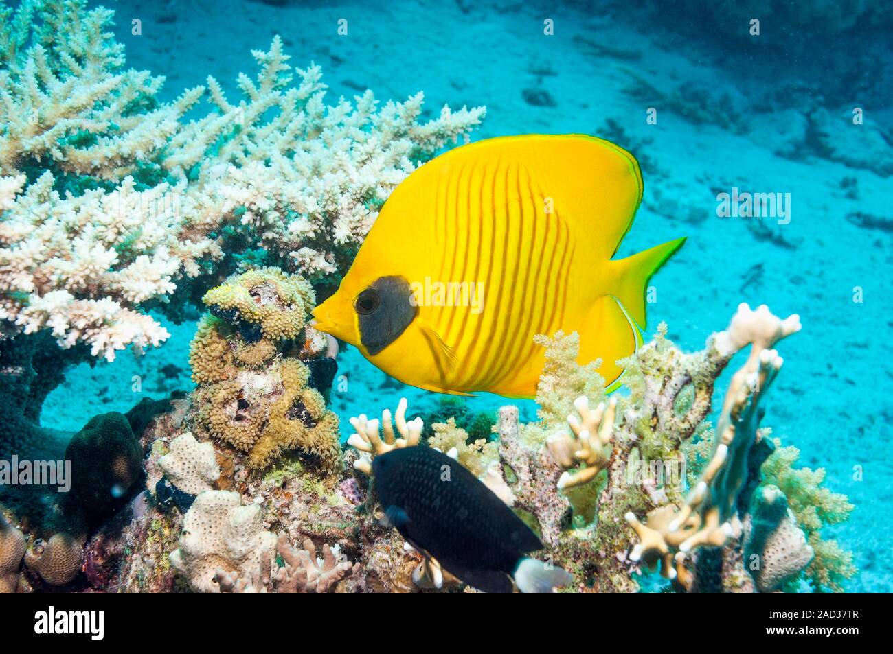 Golden butterflyfish (Chaetodon semilarvatus) on a reef. This ...