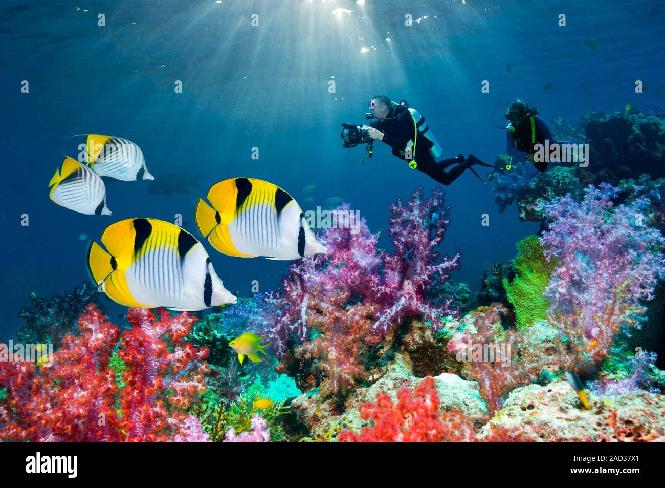 Saddleback butterflyfish and scuba divers. Scuba divers swimming past ...