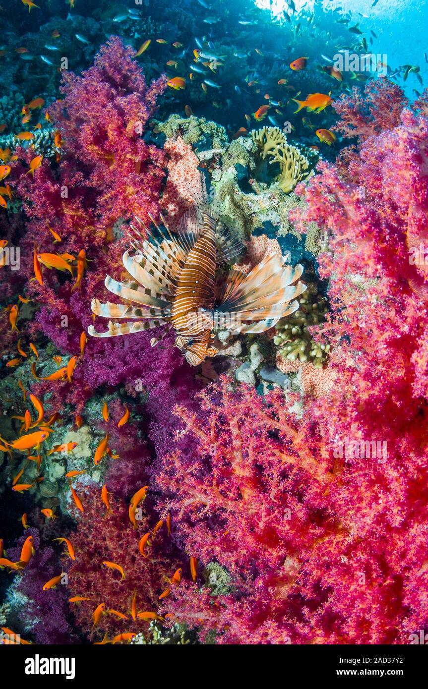 Common lionfish (Pterois miles) hunting over pink carnation corals ...