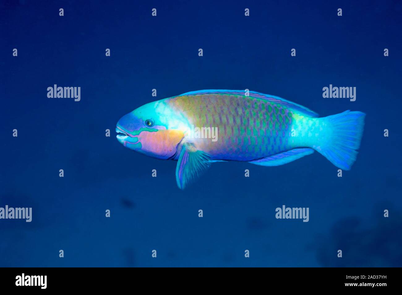 Daisy parrotfish (Chlorurus sordidus). This fish is widespread ...