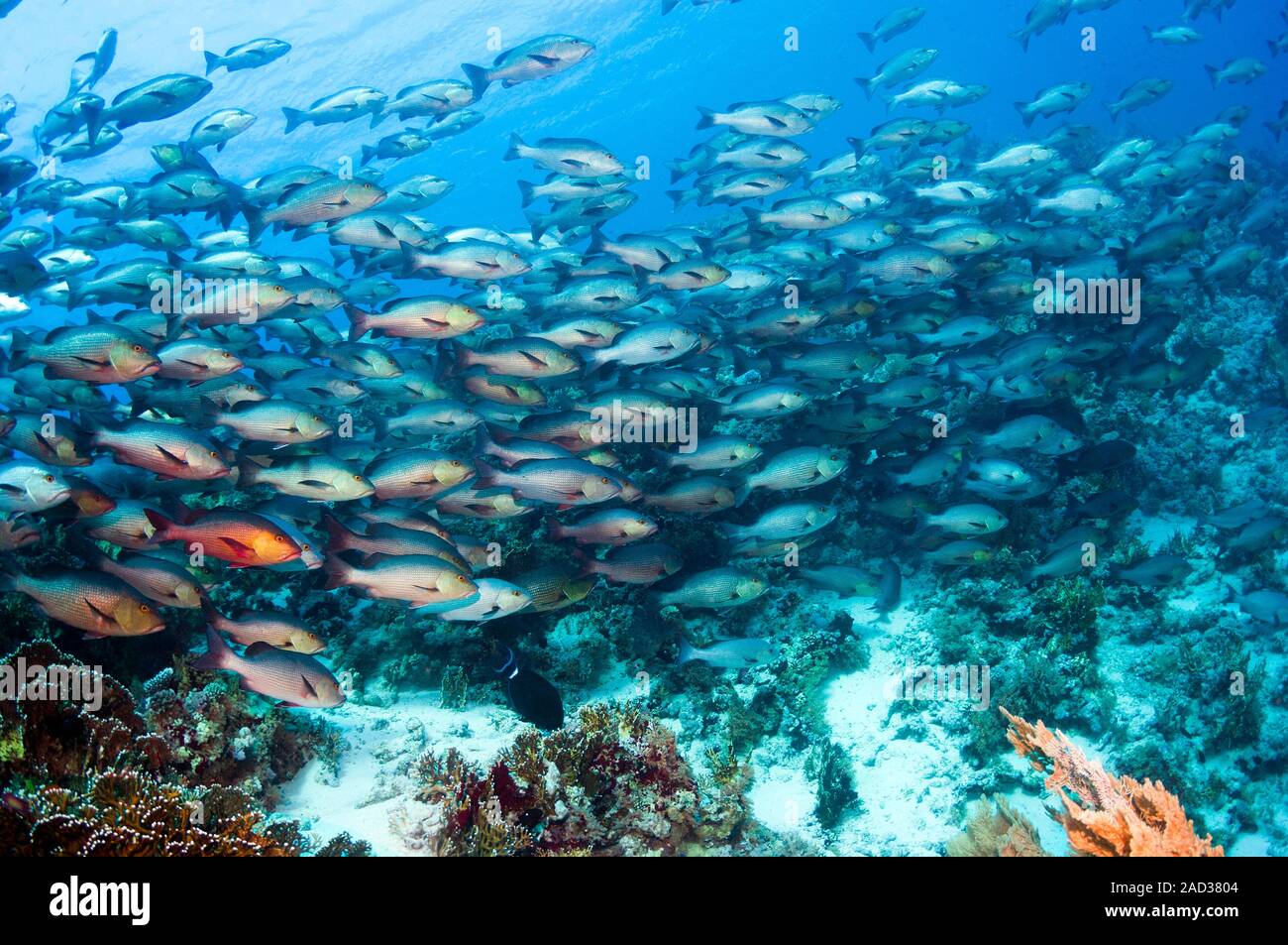 Two-spot red snappers (Lutjanus bohar) over a reef. These large fish ...