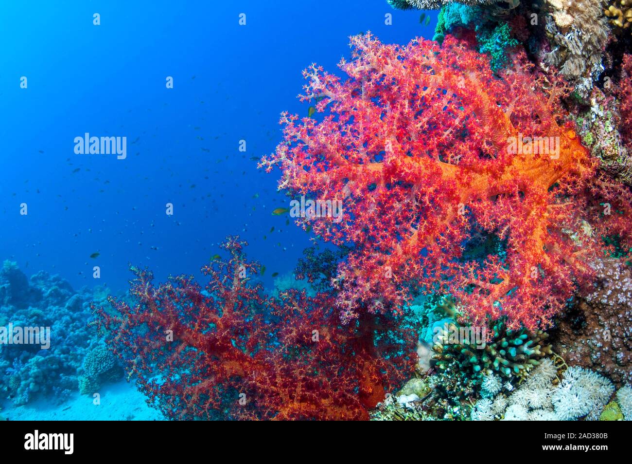 Carnation coral (Dendronephthya sp.) on a reef. Photographed in the Red ...