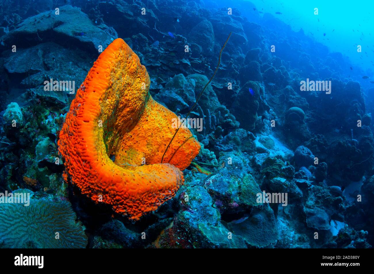 Orange elephant ear sponge (Agelas clathrodes) on a coral reef ...