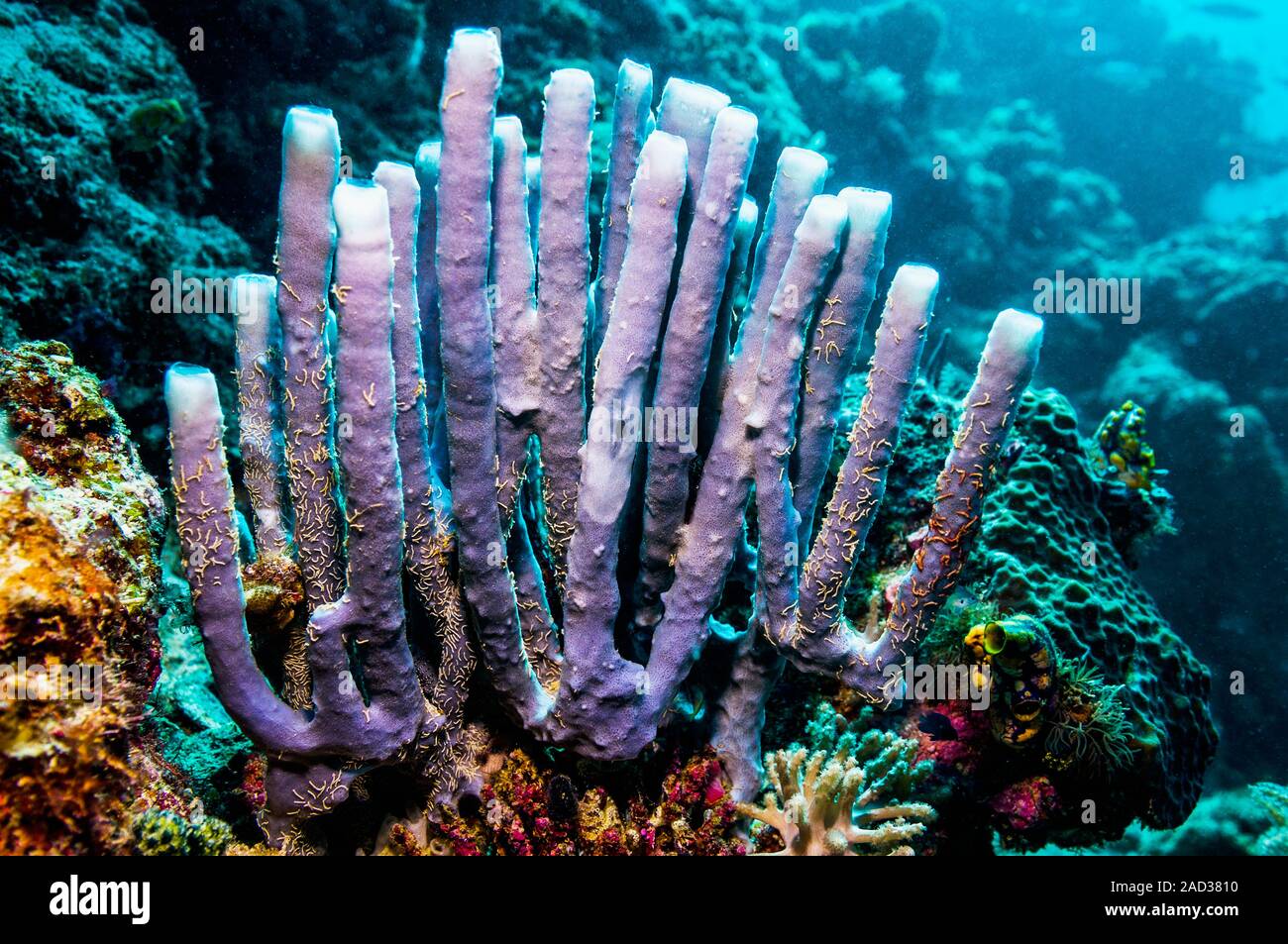 Tube sponge (phylum porifera) on a coral reef. Photographed in Malaysia ...