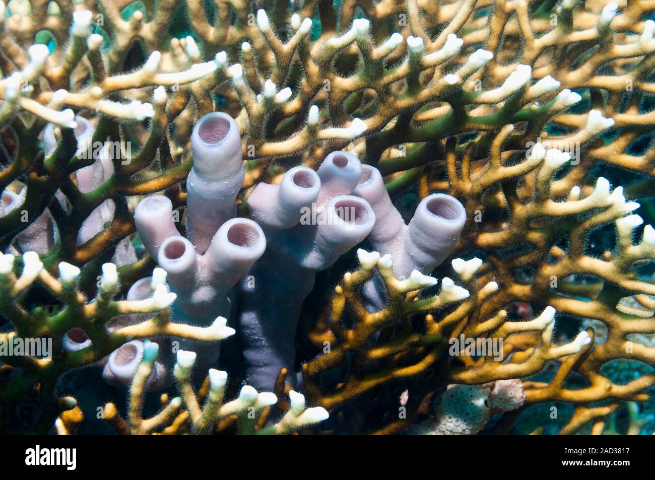 Red rope sponge (Amphimedon compressa) amongst coral on a reef ...