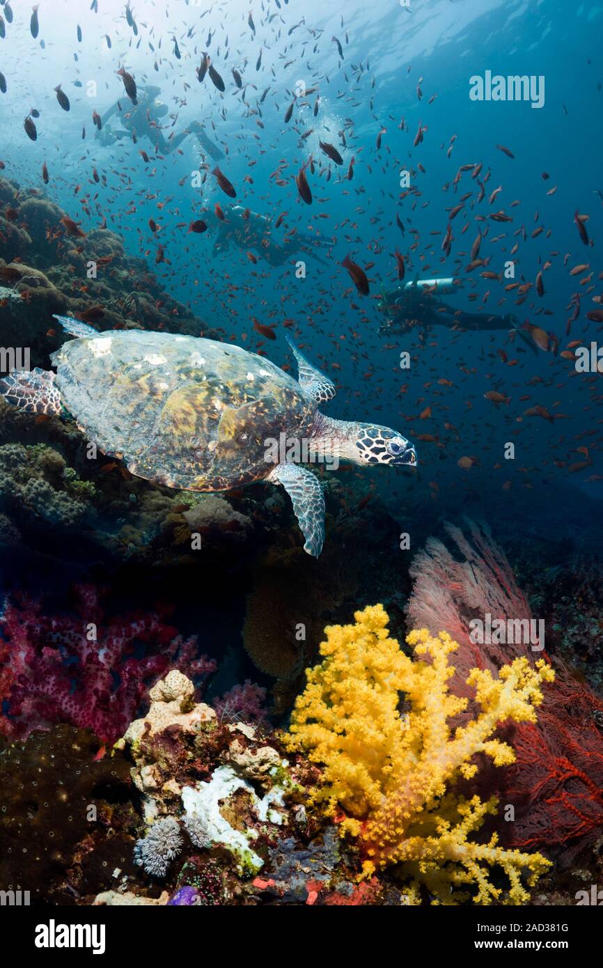 Hawksbill turtle (Eretmochelys imbricatta) on coral reef. Scuba divers ...
