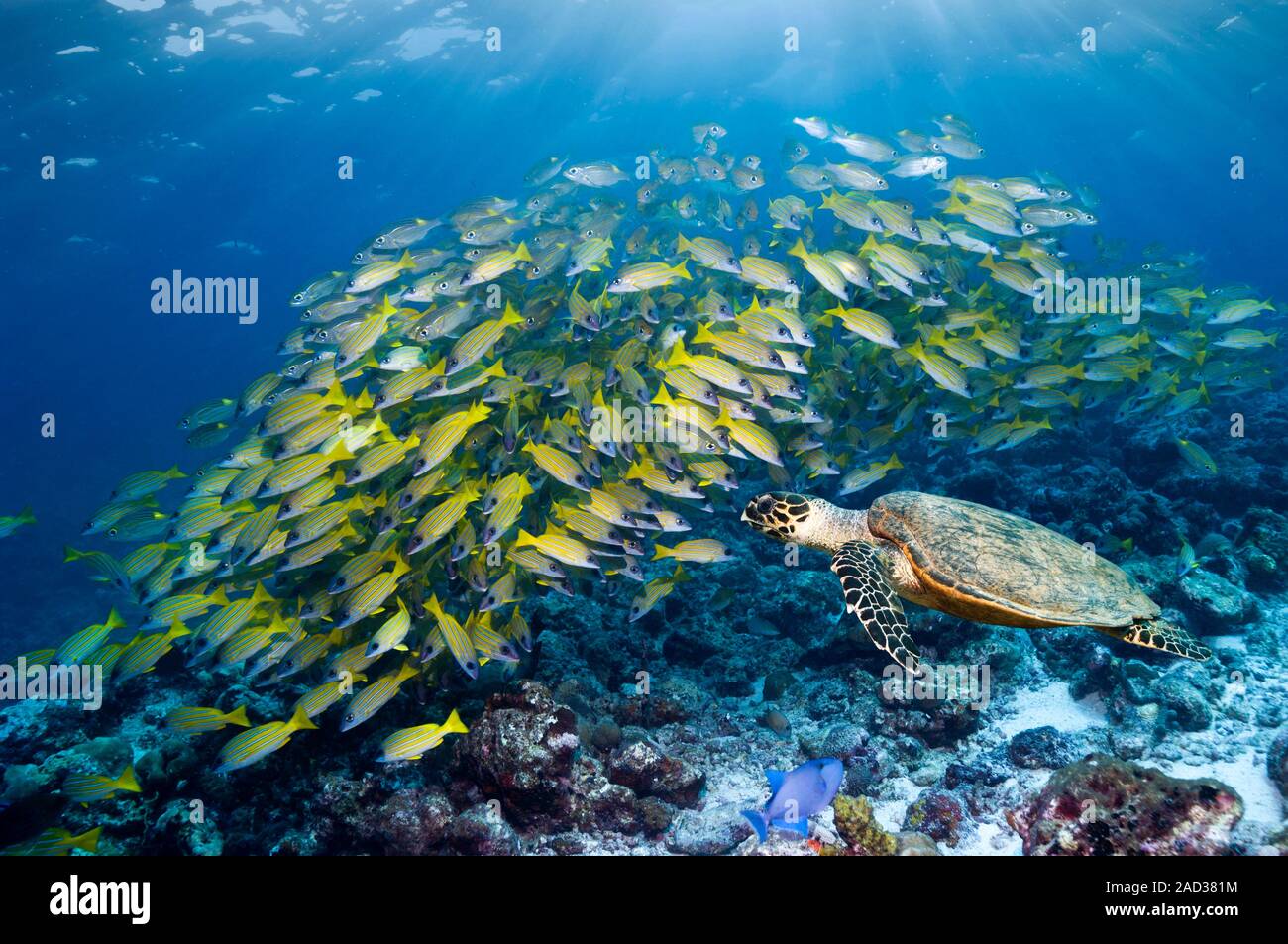 Hawksbill turtle (Eretmochelys imbricatta) and blue-line snappers ...
