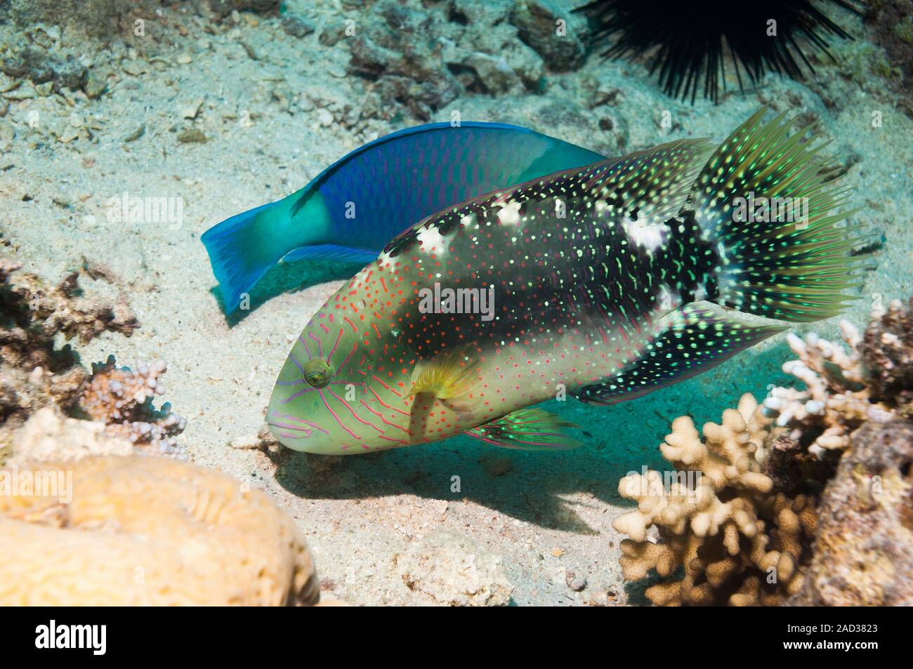 Abudjubbe's splendour wrasse (Cheilinus abudjubbe, foreground) on a ...