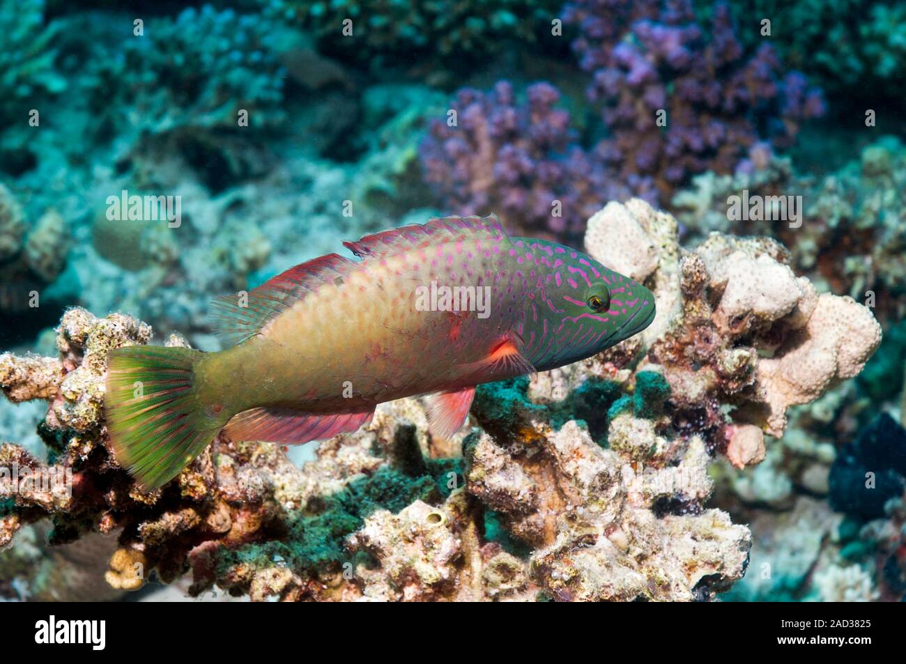 Cheeklined splendour wrasse (Cheilinus diagrammus) on a reef. This ...
