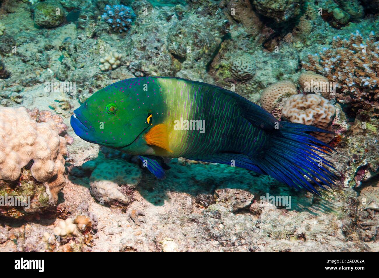 Broomtail wrasse (Cheilinus lunulatus) on a reef. This wrasse is native ...