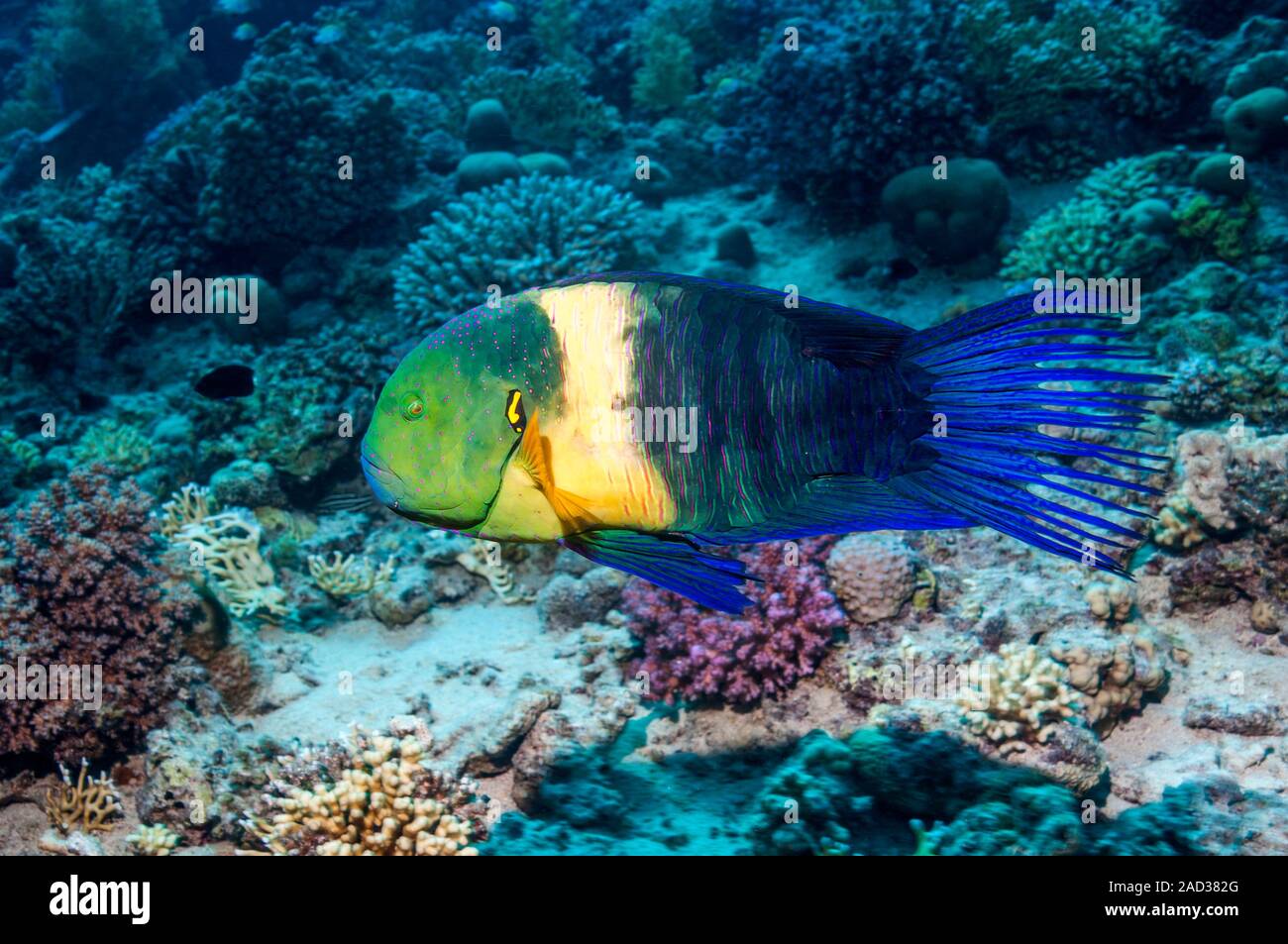 Broomtail wrasse (Cheilinus lunulatus) on a reef. This wrasse is native ...