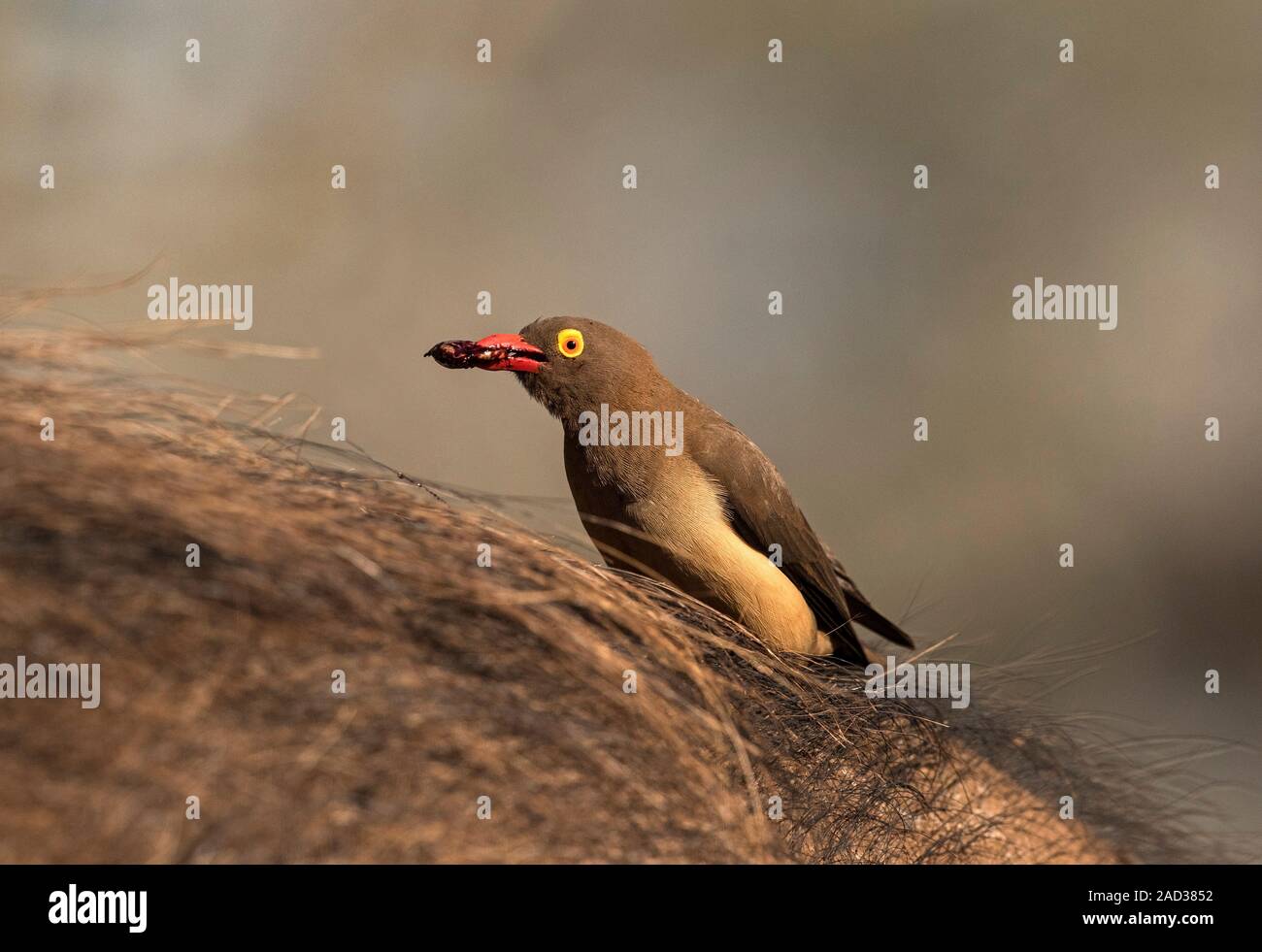 A Red-billed Ox-pecker (buphagus erythrorhynchus) with a tick in its ...