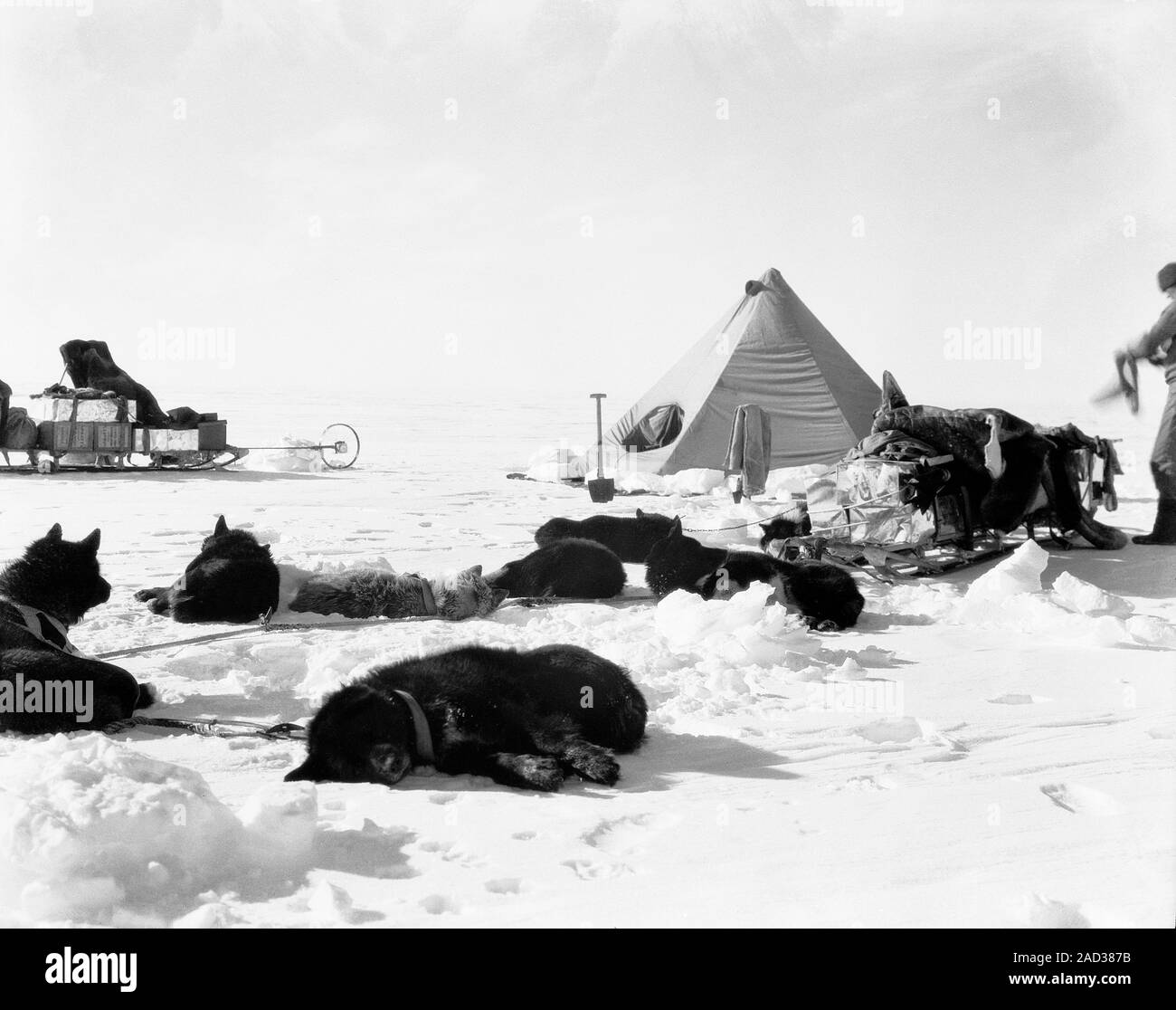 Antarctic sled dogs. Sled dogs in harness at a camp in Antarctica ...