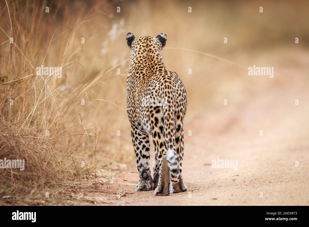 Starring Leopard from behind Stock Photo - Alamy