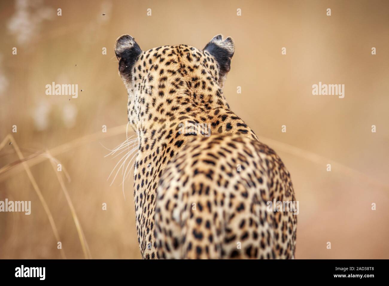 Starring Leopard from behind Stock Photo - Alamy