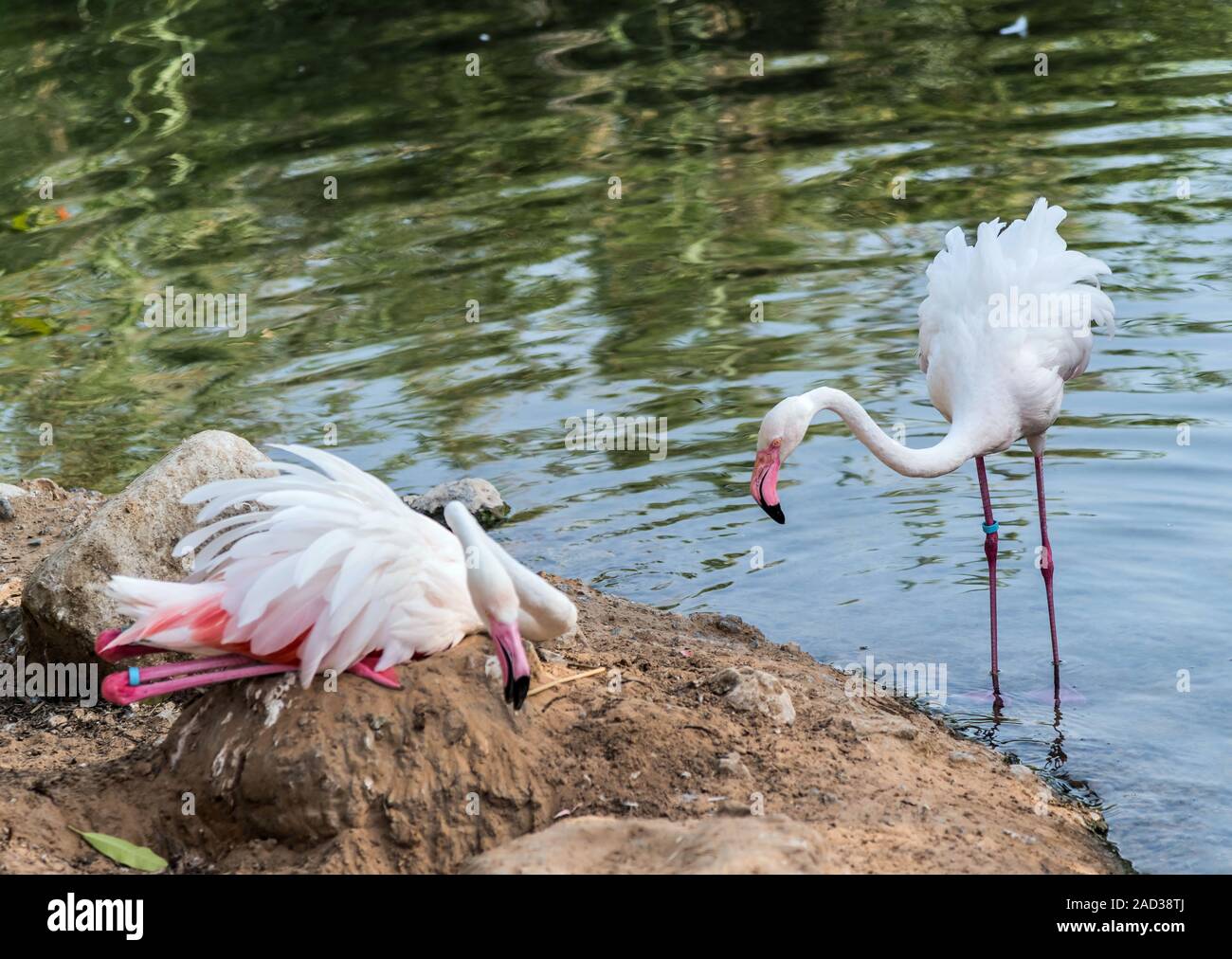Caribbean pink flamingo at Ras al Khor Wildlife Sanctuary, a wetland ...