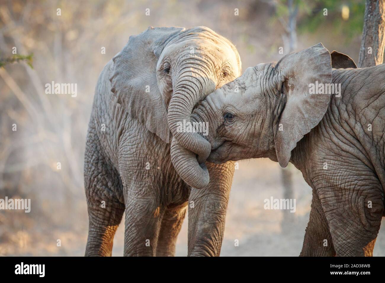 Two Elephants playing Stock Photo - Alamy