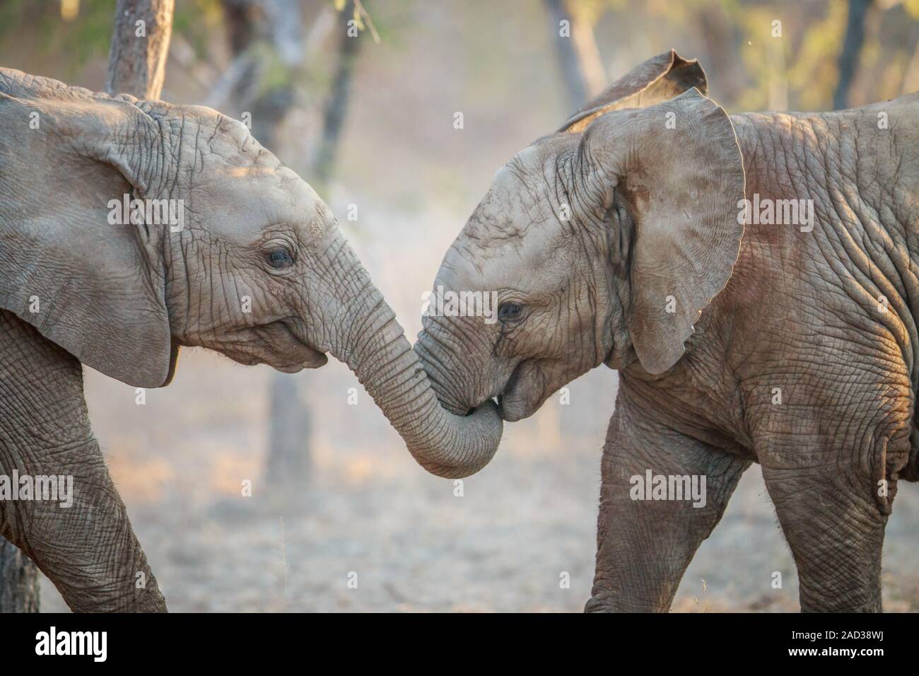Elephants playing hi-res stock photography and images - Alamy