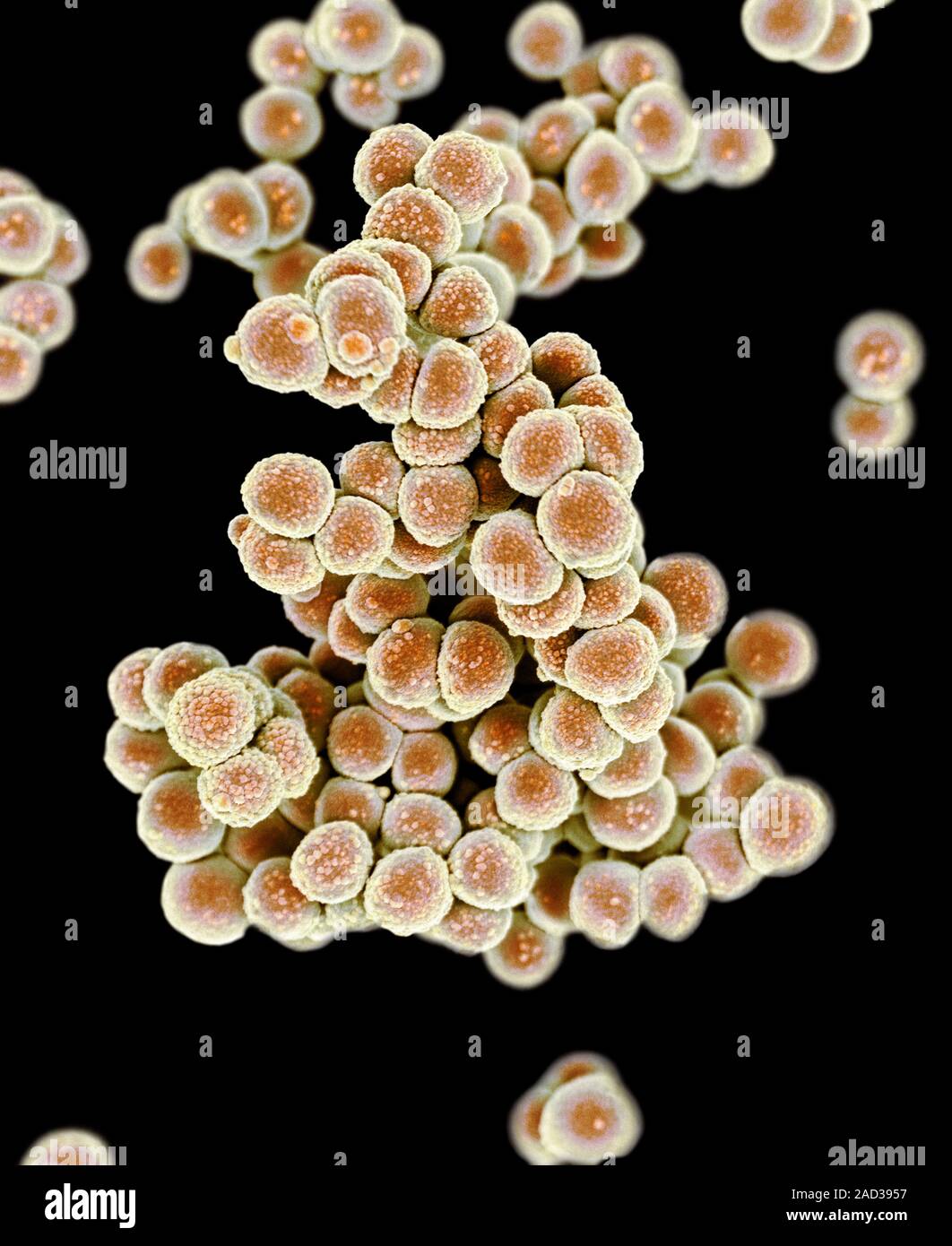 MRSA bacteria. Coloured scanning electron micrograph (SEM) of methicillin-resistant ...