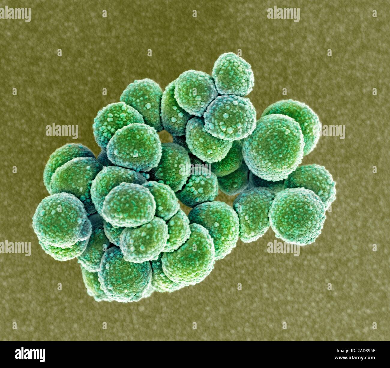 MRSA bacteria. Coloured scanning electron micrograph (SEM) of methicillin-resistant ...