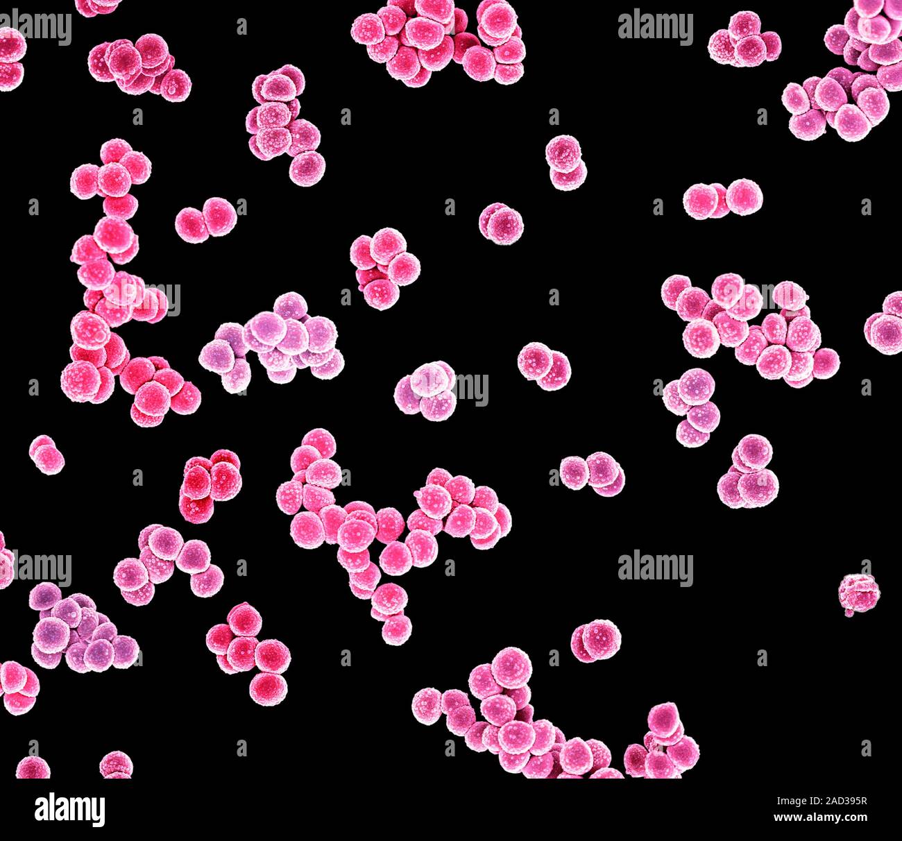 MRSA bacteria. Coloured scanning electron micrograph (SEM) of ...