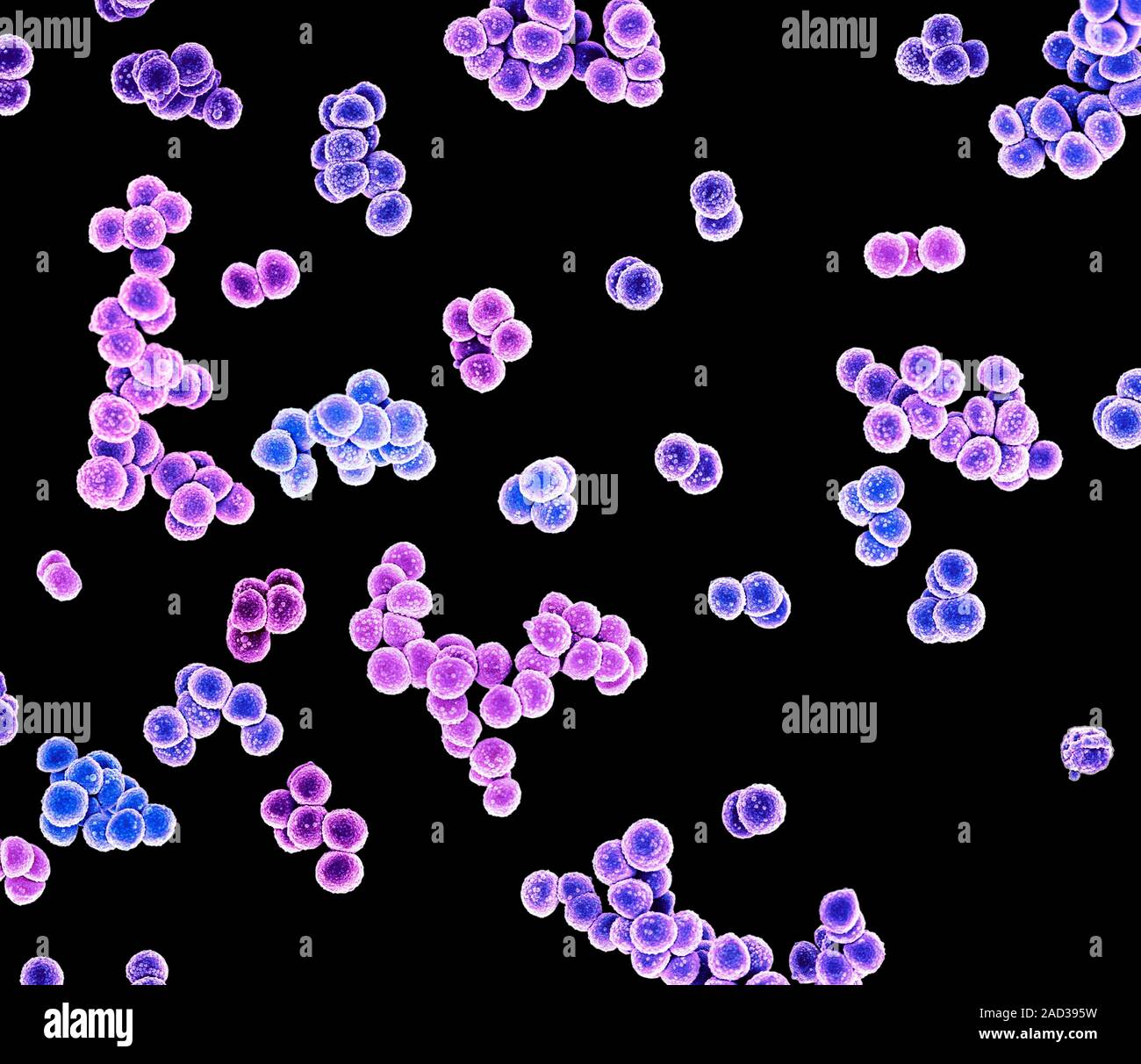 MRSA bacteria. Coloured scanning electron micrograph (SEM) of methicillin-resistant ...