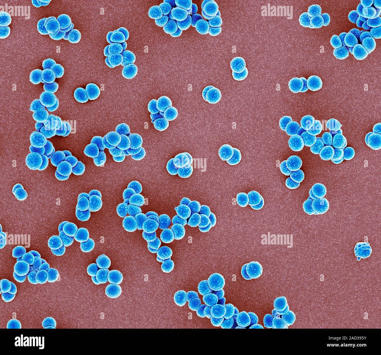 MRSA bacteria. Coloured scanning electron micrograph (SEM) of methicillin-resistant ...