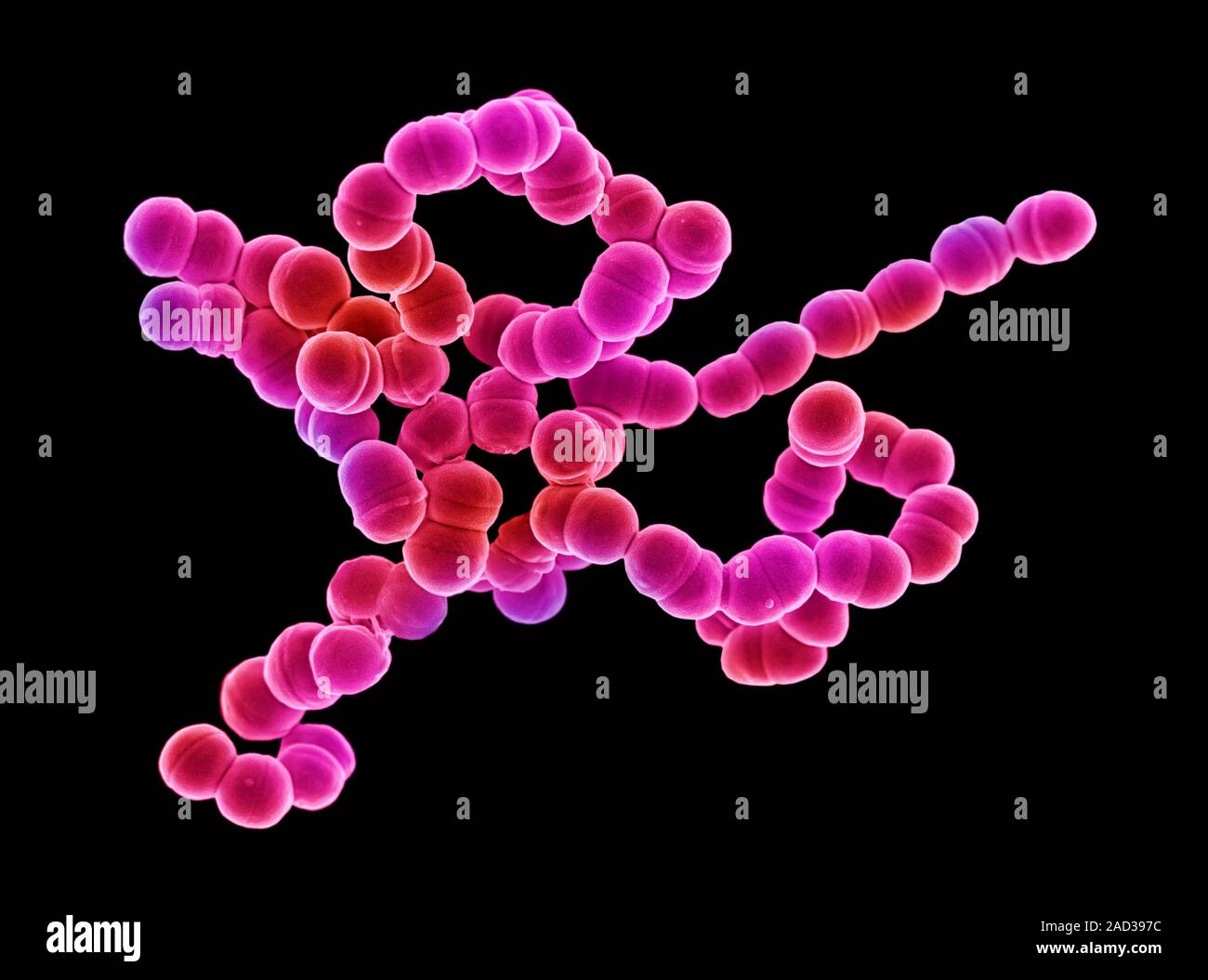 Streptococcus bacteria. Coloured scanning electron micrograph (SEM) of ... Streptococcus bacteria. Coloured scanning electron micrograph (SEM) of ...